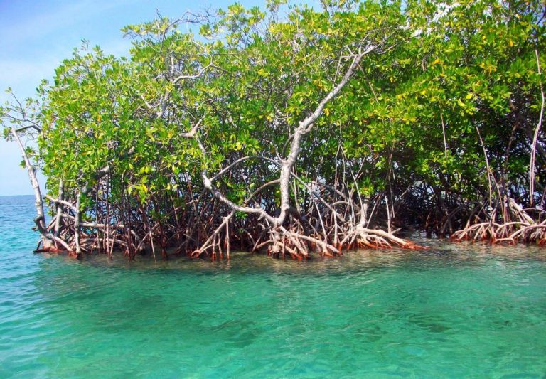 Giligans Island Guánica, Puerto Rico - Descubra Puerto Rico