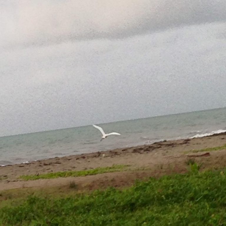 Playa Tropical Naguabo, Puerto Rico - Descubra Puerto Rico