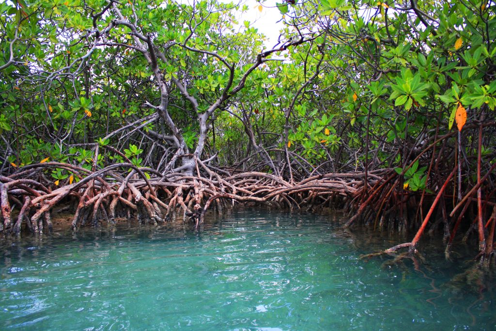 Isla Guilligan - Descubra Puerto Rico